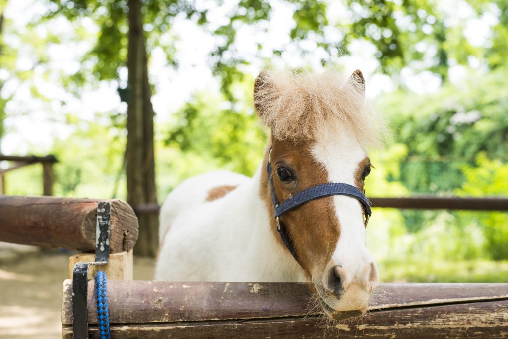 Comment choisir le cheval miniature
